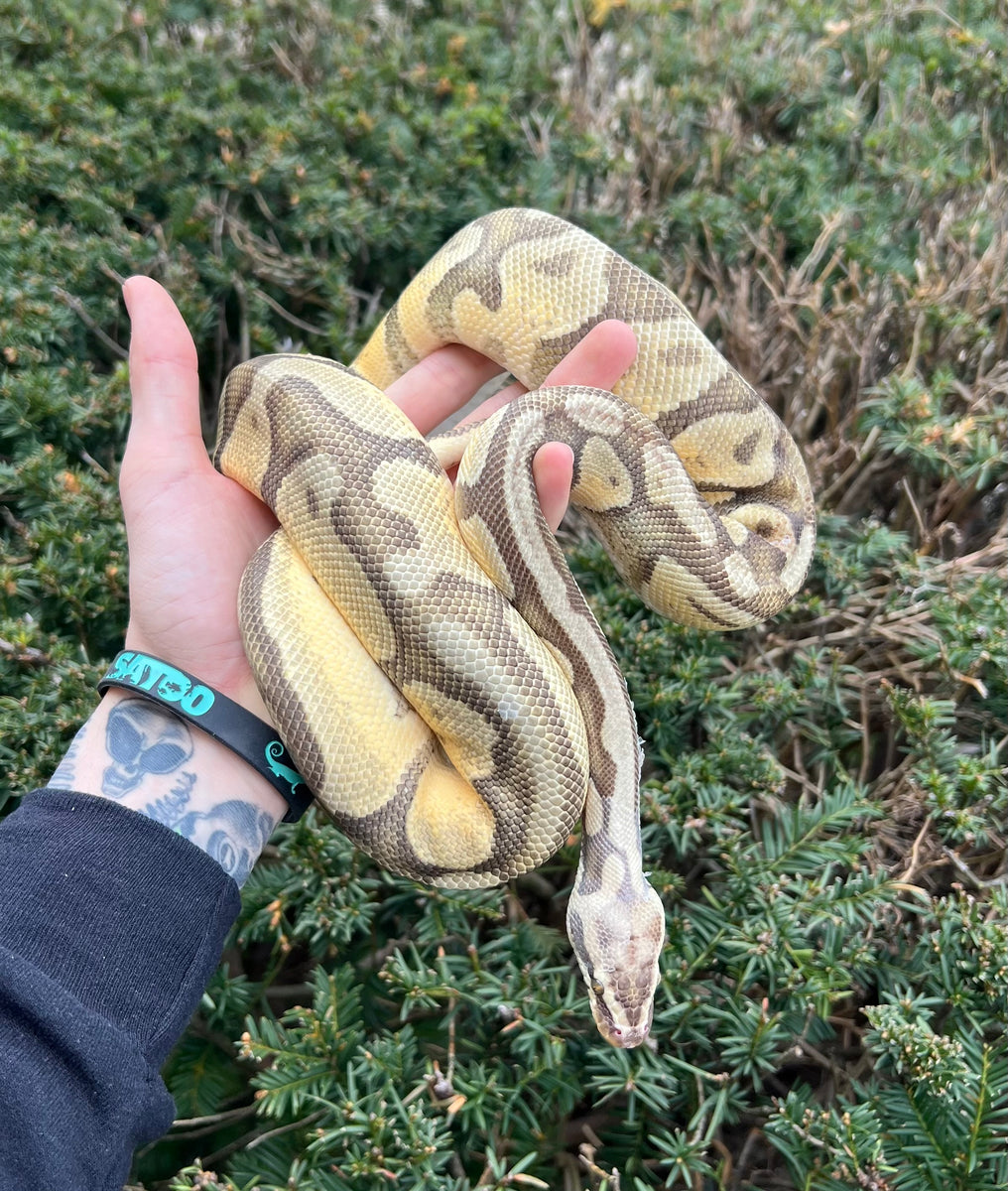 Adult Super Pastel Enchi Ghost Ball Python (Male) – Scales and Tails of ...
