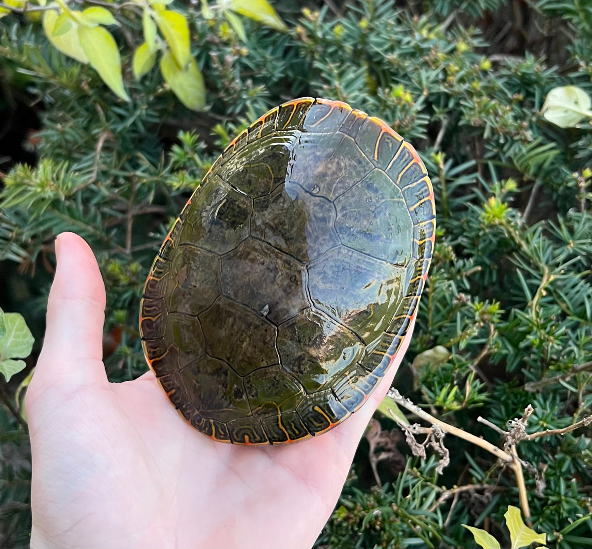 Adult Western Painted Turtle – Scales and Tails of Ohio