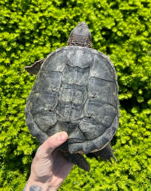 7” Snapping Turtle – Scales and Tails of Ohio