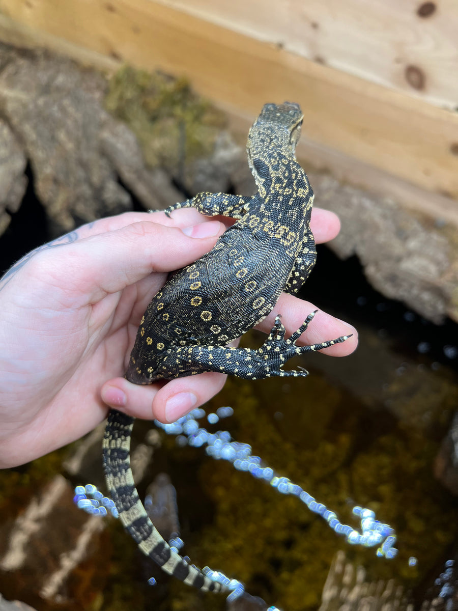 Juvenile Asian Water Monitor (14”-18”) – Scales and Tails of Ohio