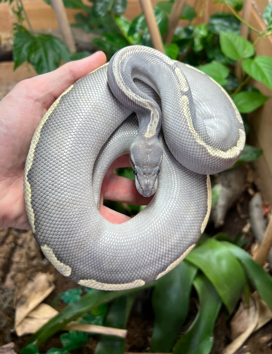 Sub-Adult Ghost GHI Orange Mojave Ball Python (Female) – Scales and ...