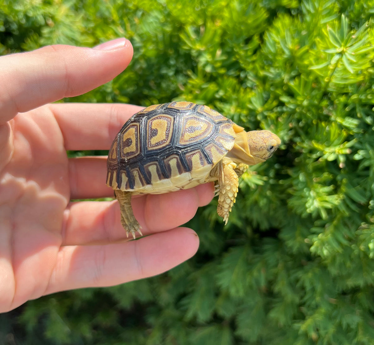 Baby Leopard Tortoise – Scales and Tails of Ohio