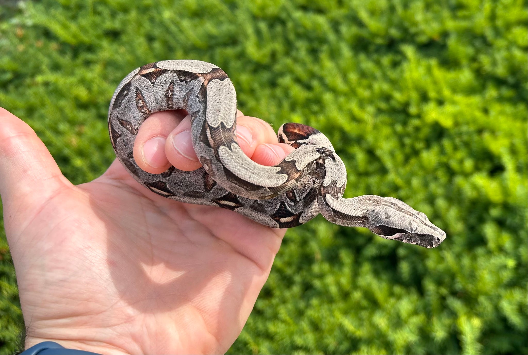 Boas – Page 3 – Scales and Tails of Ohio