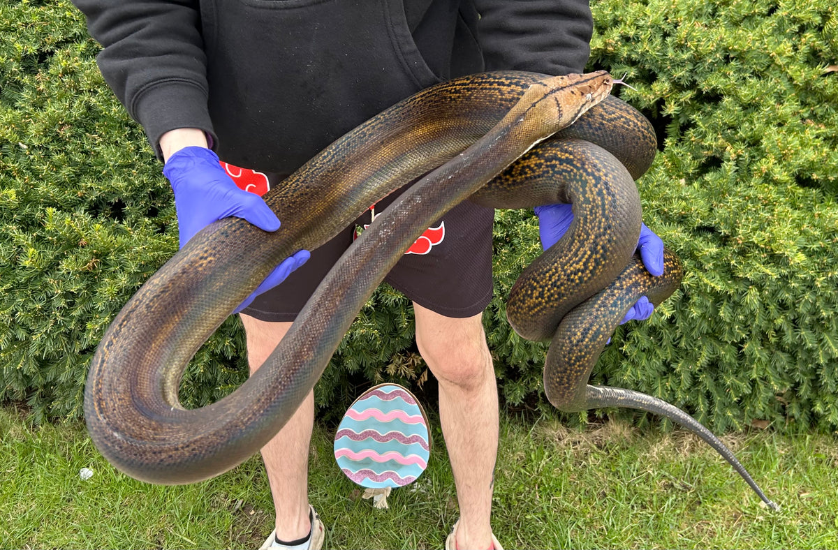 10’ Sub-Adult Golden Child Reticulated Python (Female) – Scales and ...