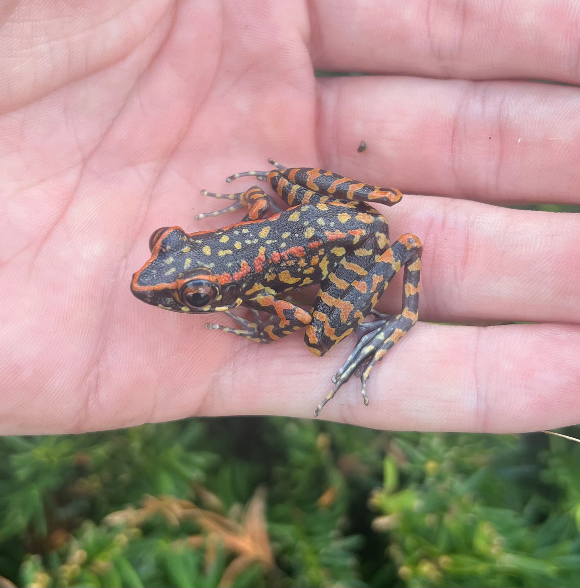 Spotted Stream Frog – Scales and Tails of Ohio
