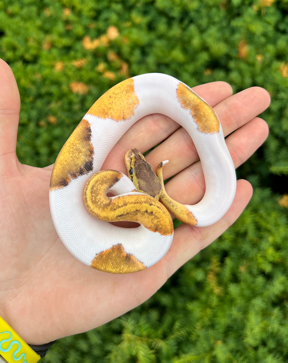 Baby Pastel Pinstripe Pied Ball Python (Female 1) – Scales and Tails of ...