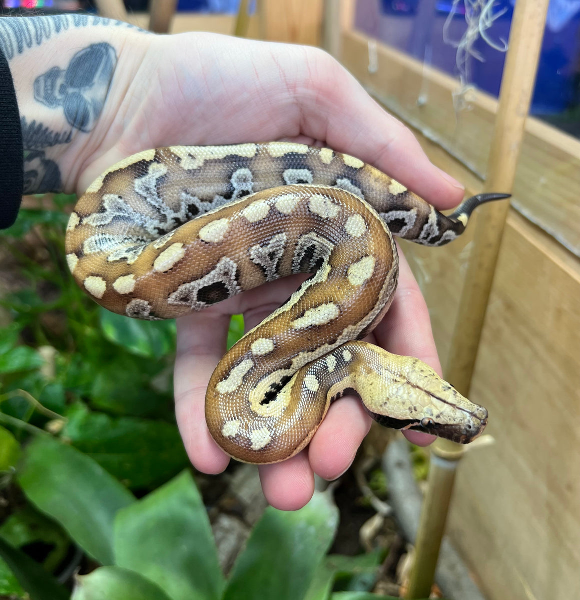 Baby Red Blood Python (Female 8) – Scales and Tails of Ohio