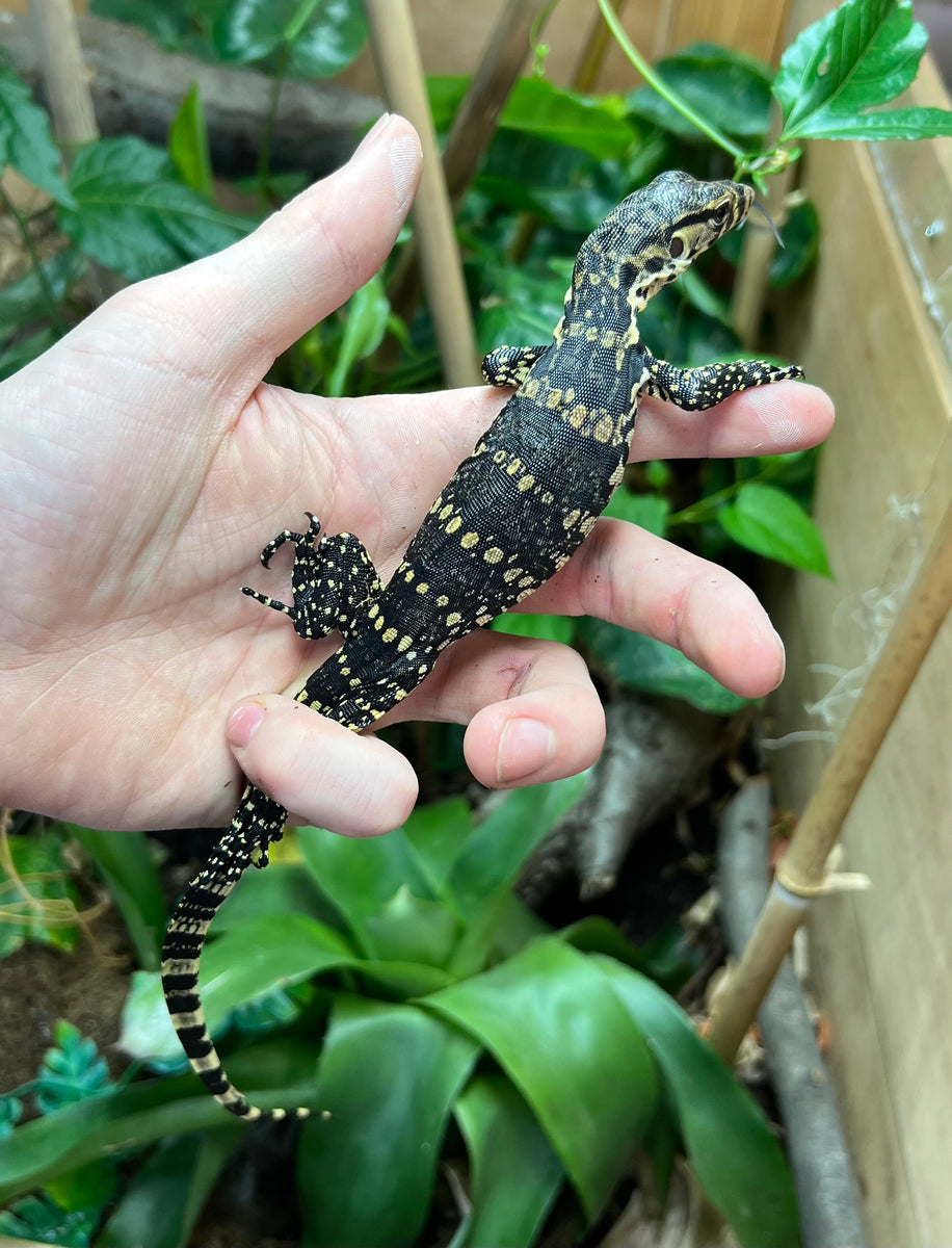 Baby Asian Water Monitor – Scales and Tails of Ohio