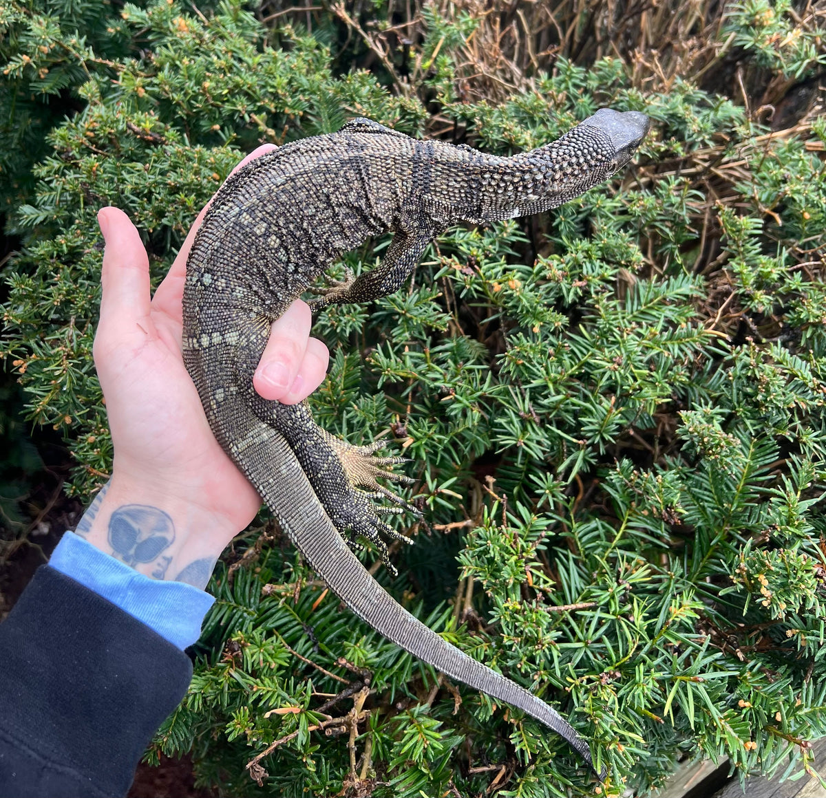 Small Black Roughneck Monitor (1) – Scales and Tails of Ohio