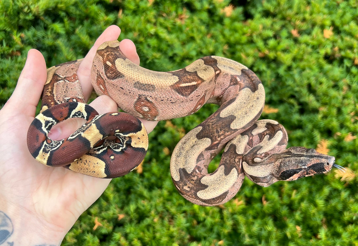 Juvenile ‘High-Color’ Guyana Boa (Male 1) – Scales and Tails of Ohio