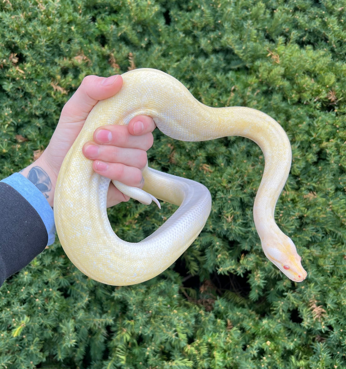 Juvenile Albino Granite Burmese Python (Male) – Scales and Tails of Ohio