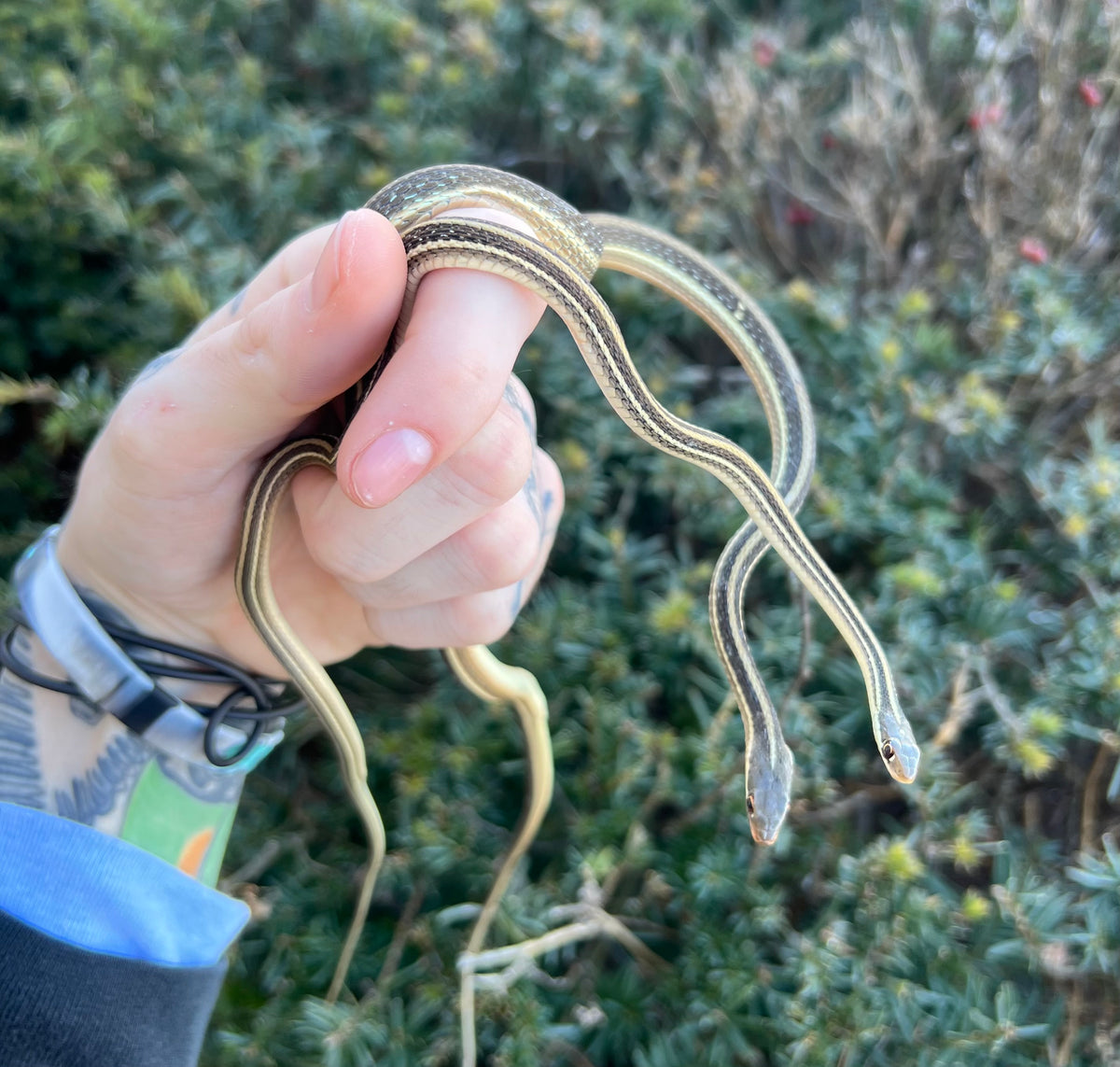 Adult Ribbon Snake – Scales and Tails of Ohio