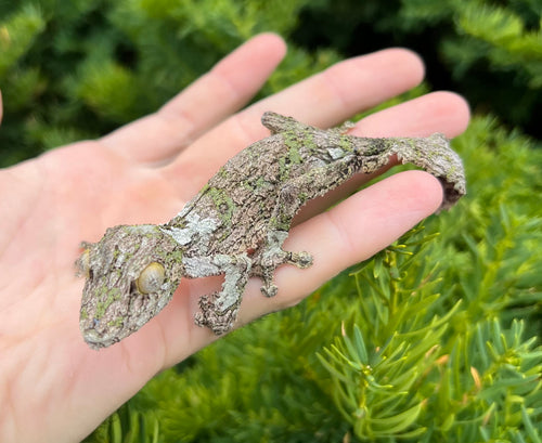 Geckos – Scales and Tails of Ohio