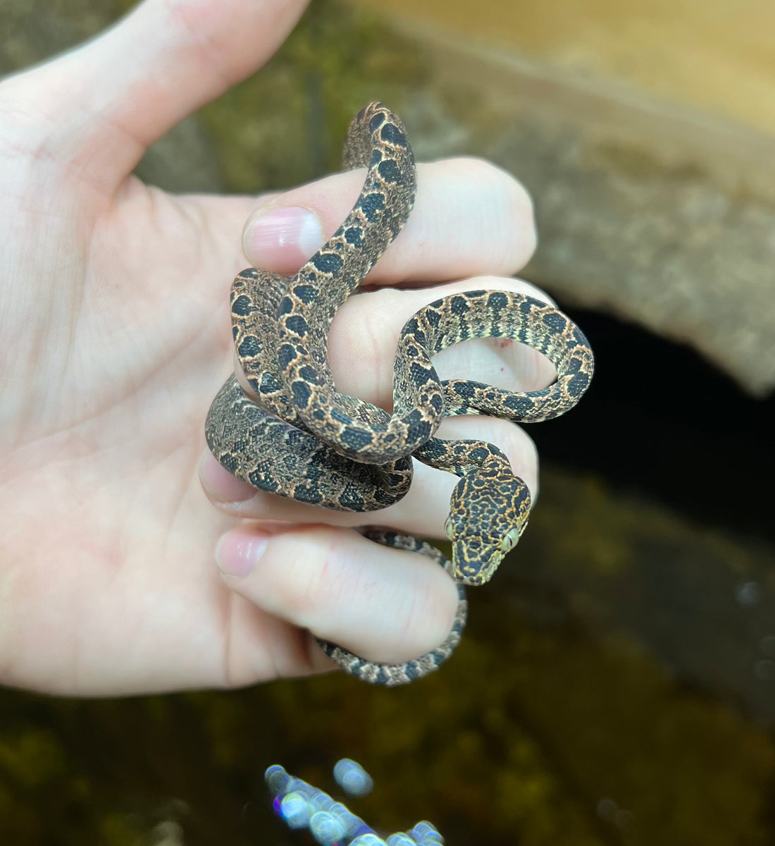 Baby Amazon Tree Boa (Male 2) – Scales and Tails of Ohio