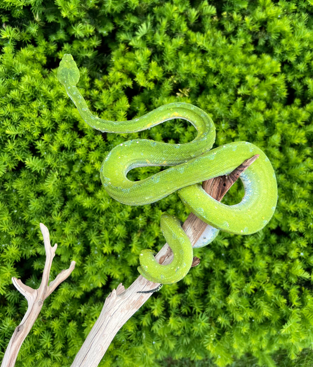 Adult Biak Green Tree Python (Female 2) – Scales and Tails of Ohio