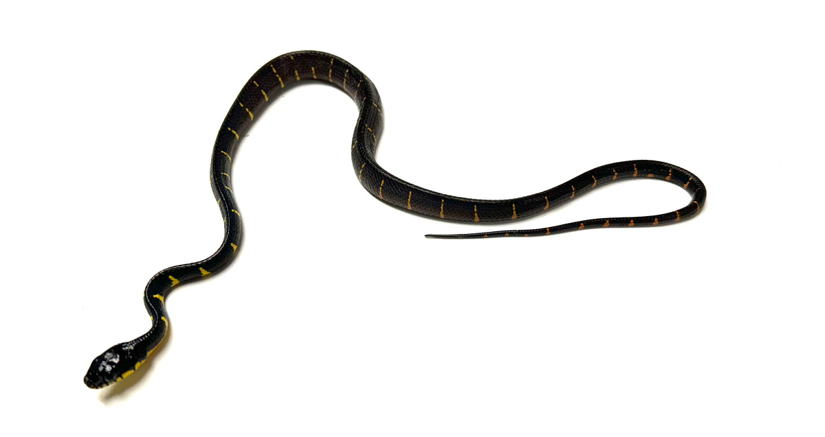 Baby Malaysian Mangrove Snake (Male 3) – Scales and Tails of Ohio