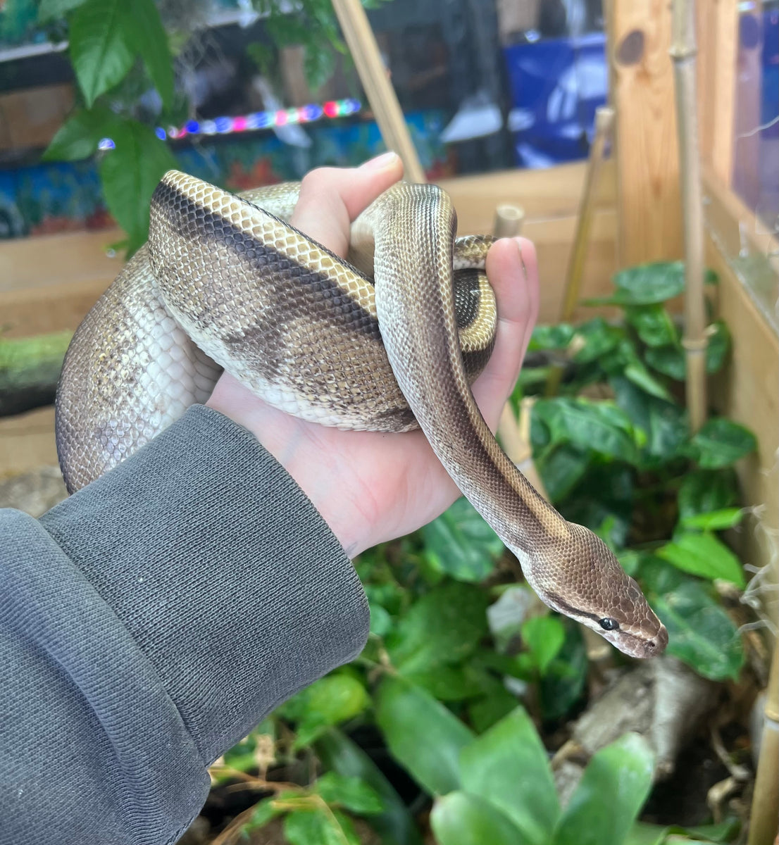 Adult Cinnamon G-Stripe Ball Python (Male) – Scales and Tails of Ohio