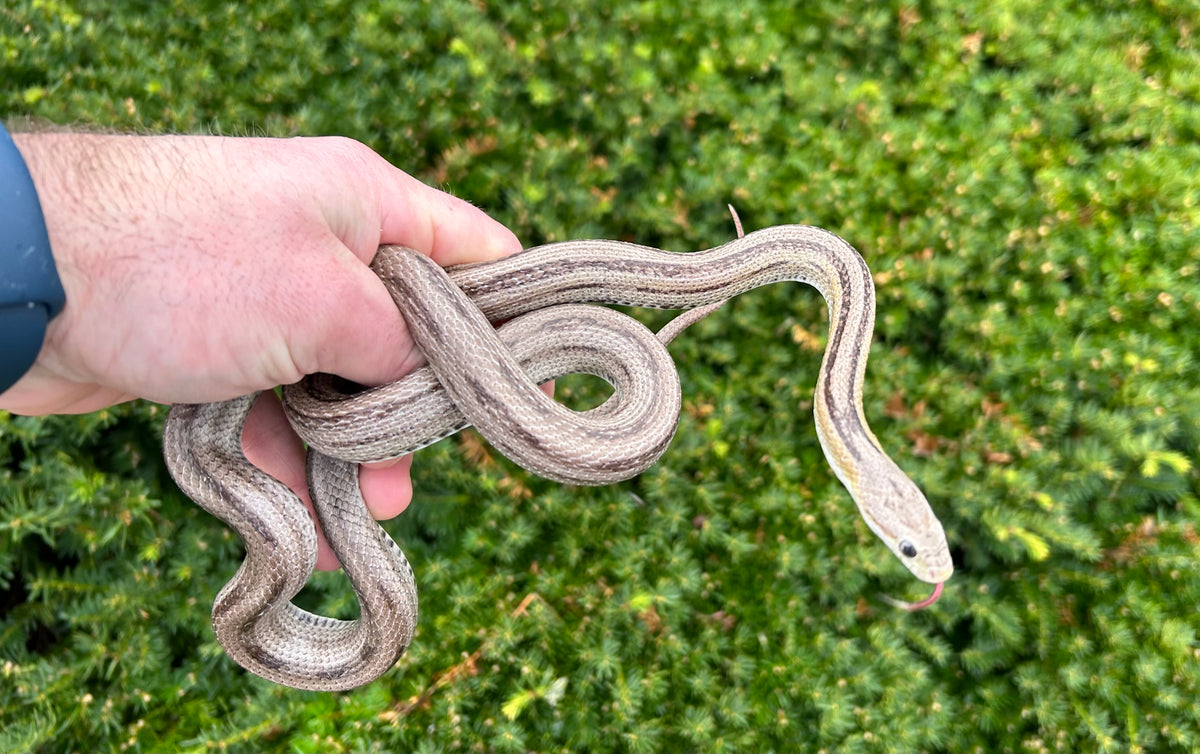 Sub-Adult Anery Striped Corn Snake (Female) – Scales and Tails of Ohio