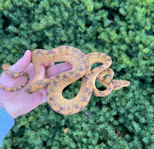 Boas – Scales and Tails of Ohio