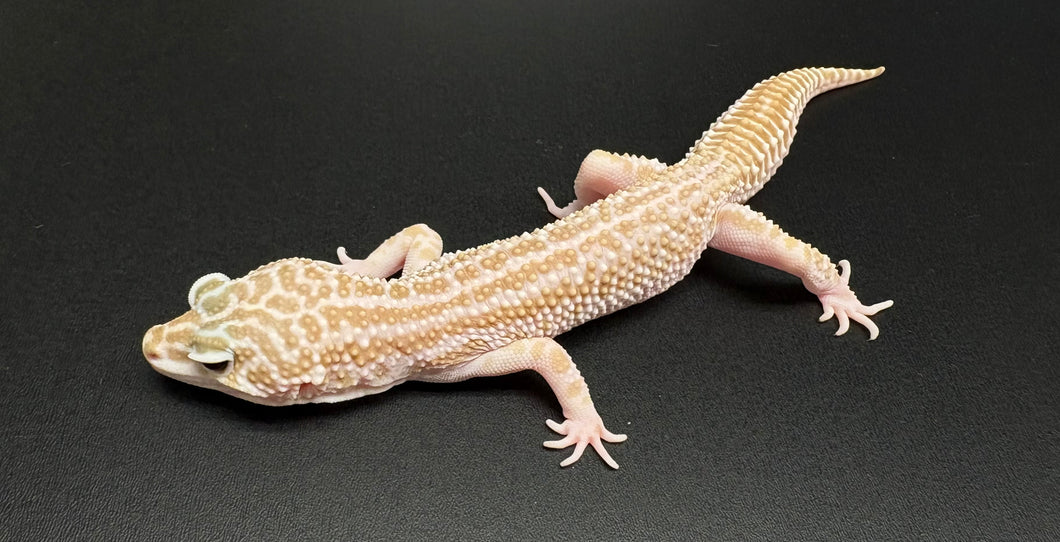 Tremper Bold Stripe Bandit Hyper Axanthic Super Snow Leopard Gecko ...
