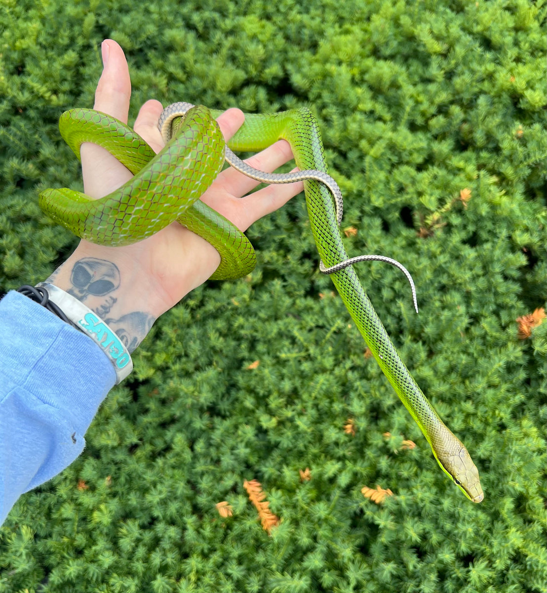 Adult Malaysian Red Tailed Green Ratsnake (Male) – Scales and Tails of Ohio