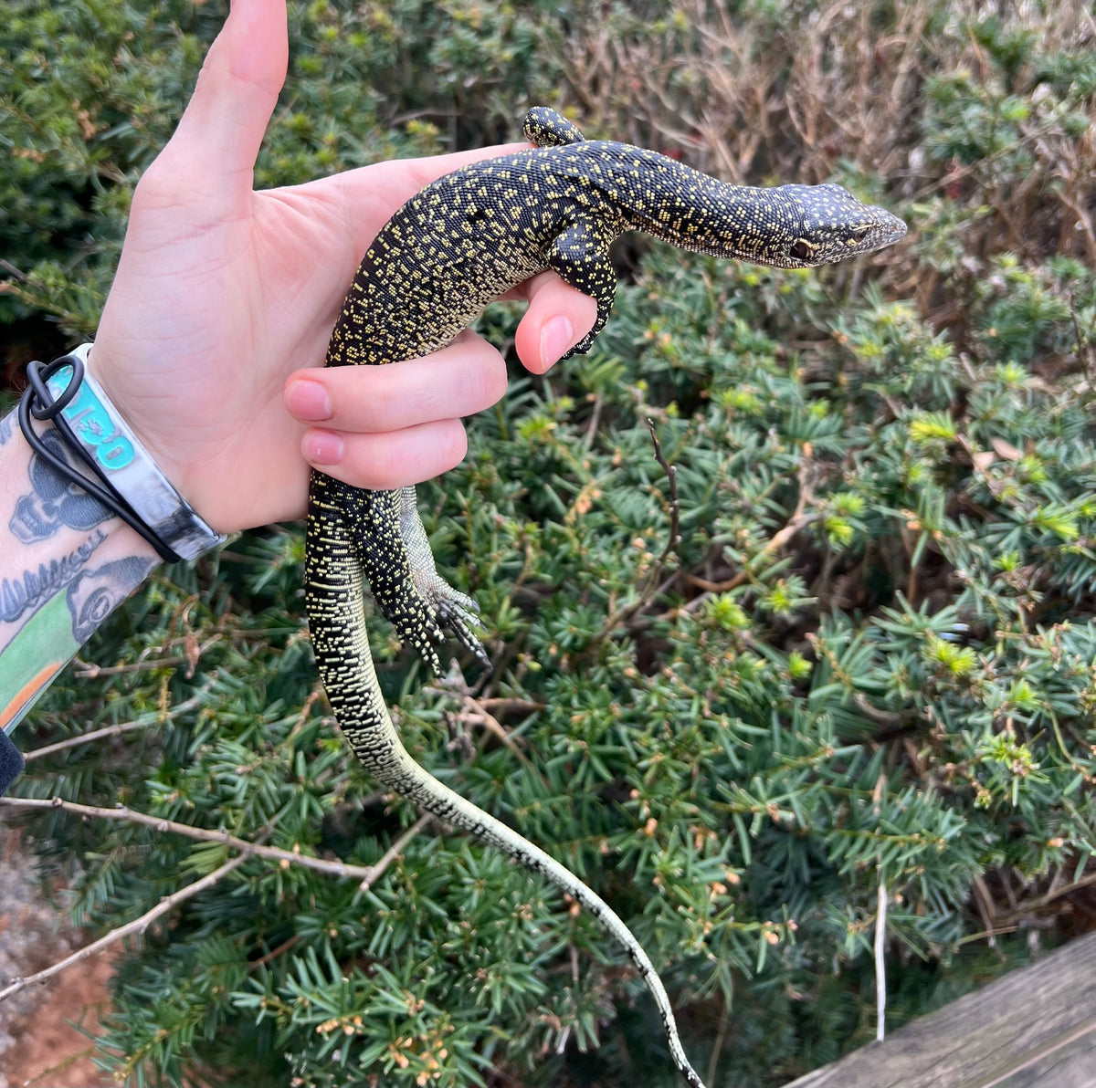 Juvenile Mangrove Monitor – Scales and Tails of Ohio
