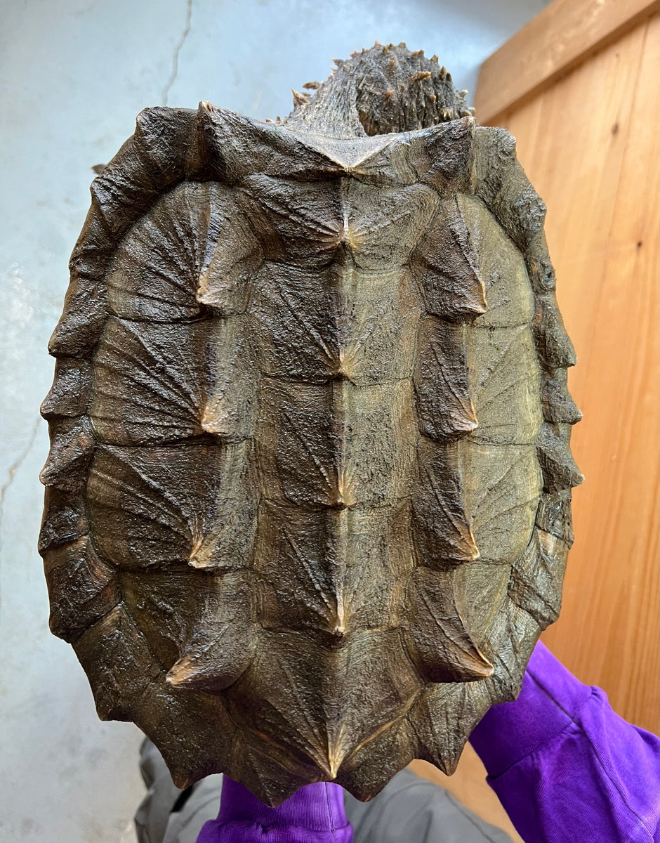 10” Alligator Snapping Turtle – Scales and Tails of Ohio