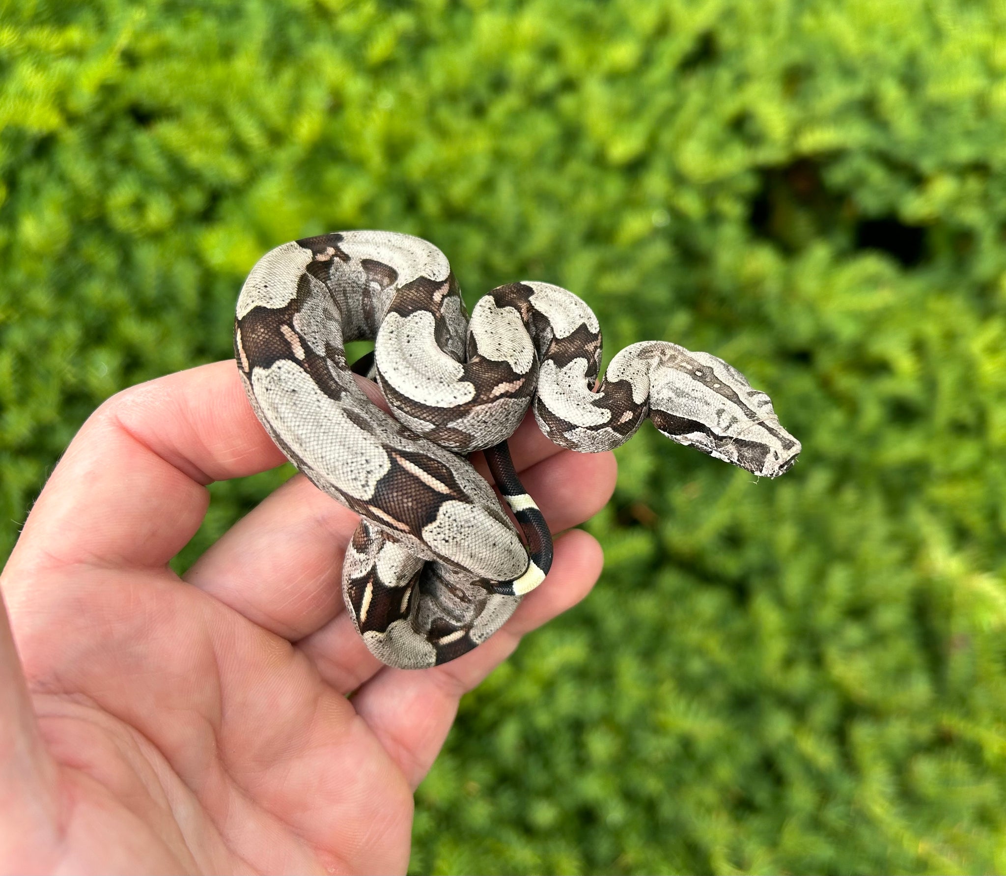 Boas – Page 3 – Scales and Tails of Ohio