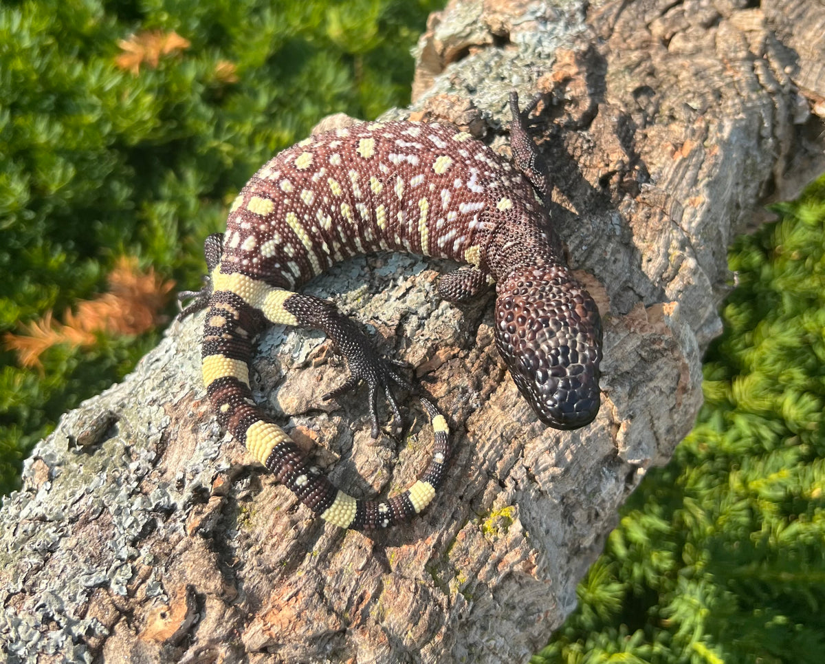 Baby Rio-Fuerte Beaded Lizard (3) – Scales and Tails of Ohio
