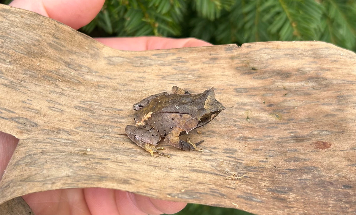Javan Horned Frog – Scales and Tails of Ohio