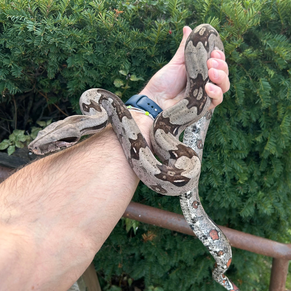 Sub-Adult Guyana Boa (Male) – Scales and Tails of Ohio