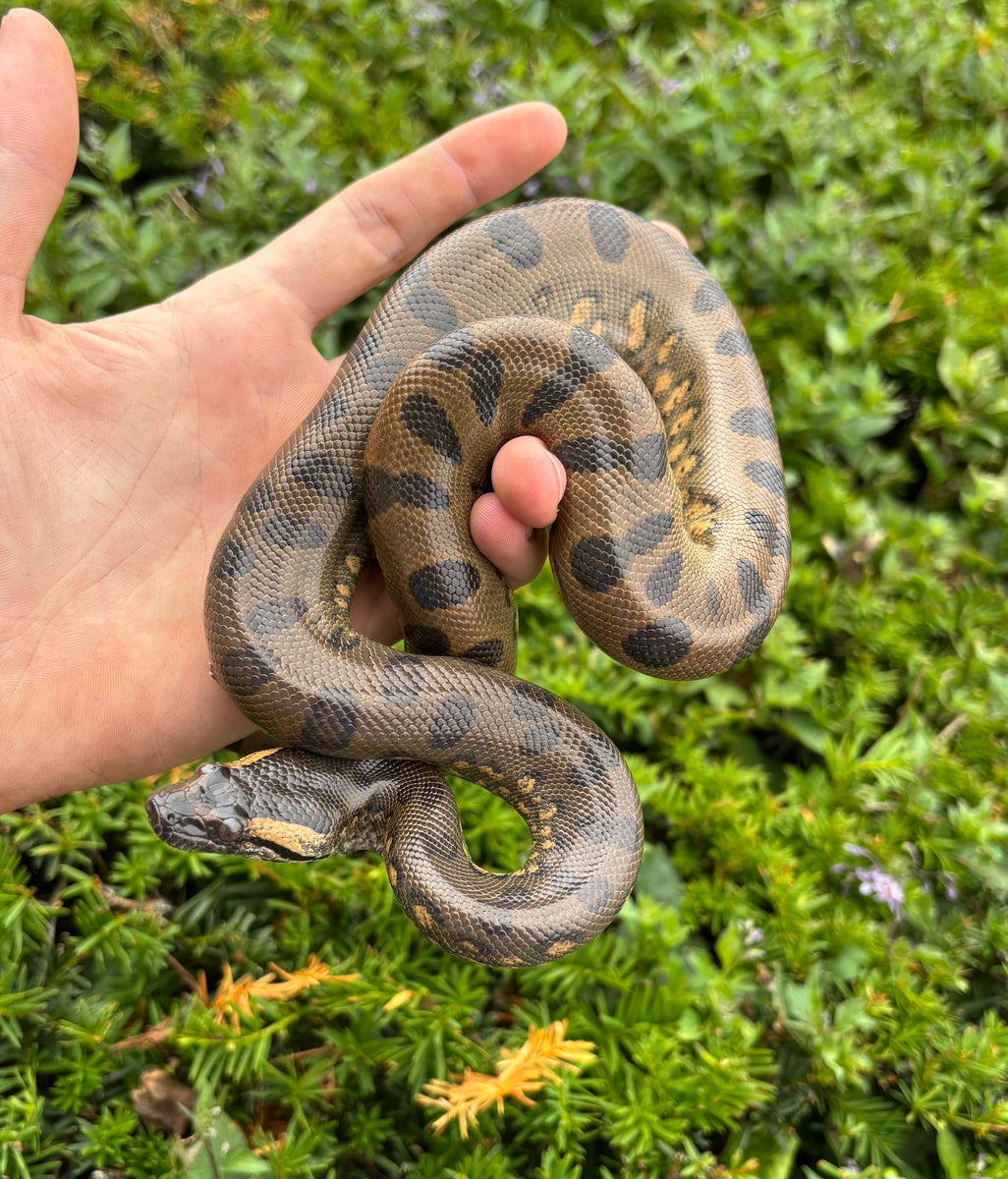 Baby Green Anaconda (Female 3) – Scales and Tails of Ohio