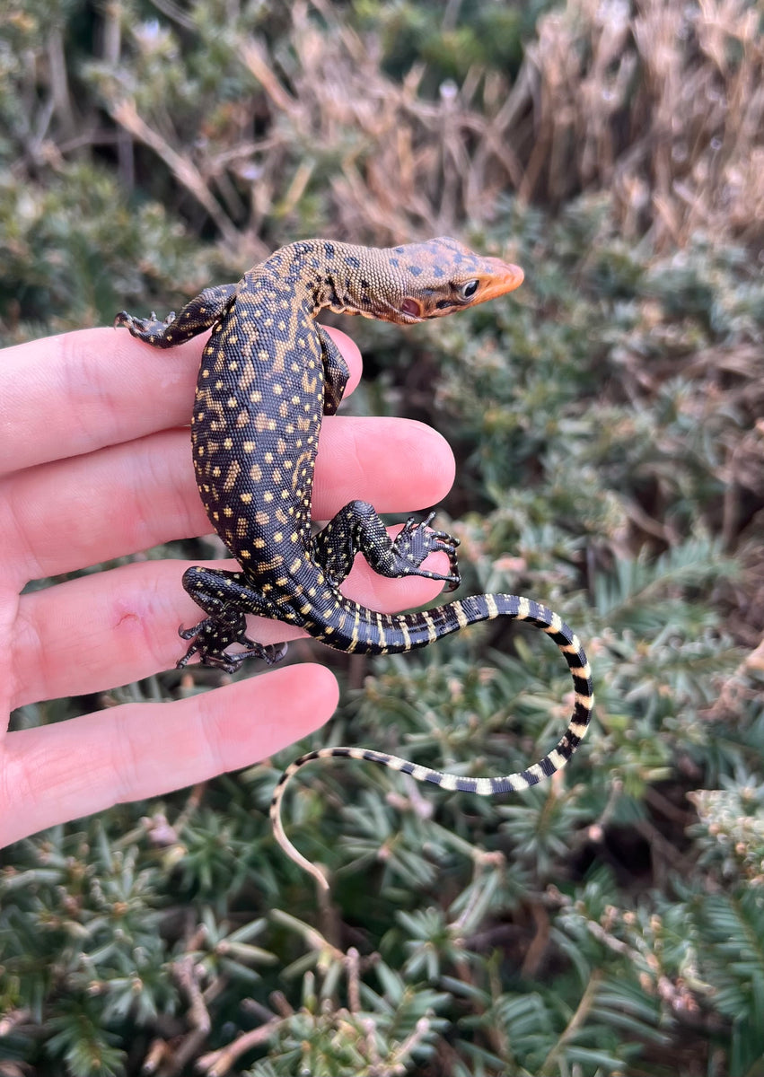 Baby Yellow Quince Monitor (1) – Scales and Tails of Ohio