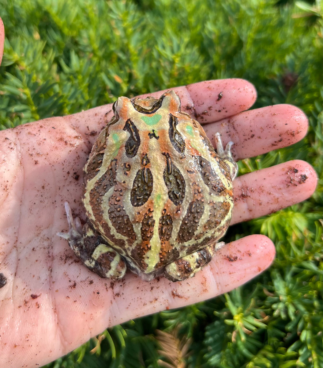 Juvenile Pac Man Frog (8) – Scales and Tails of Ohio