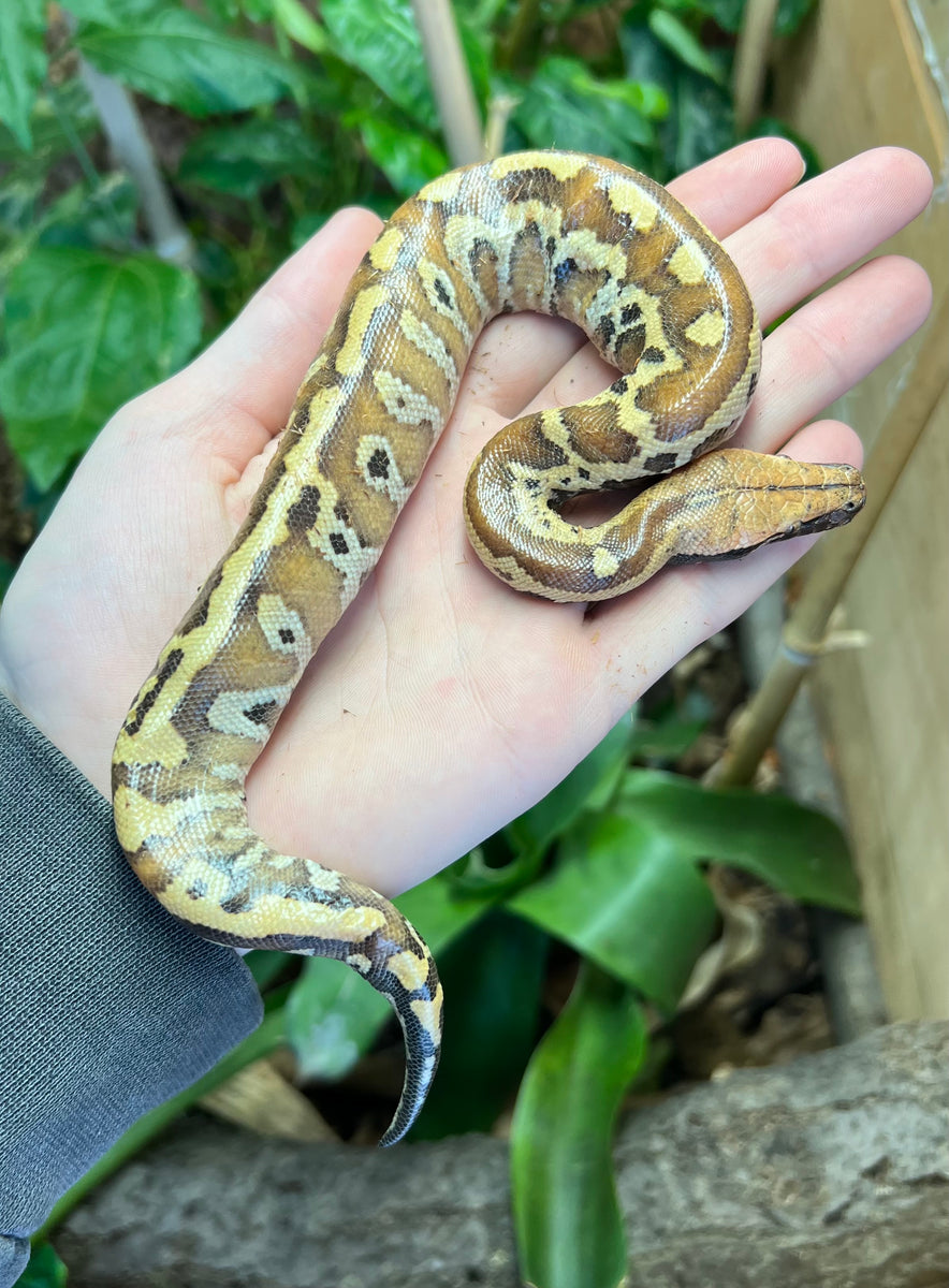 Baby Red Blood Python (Male 11) – Scales and Tails of Ohio