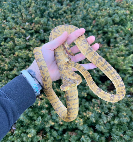 Boas – Scales and Tails of Ohio