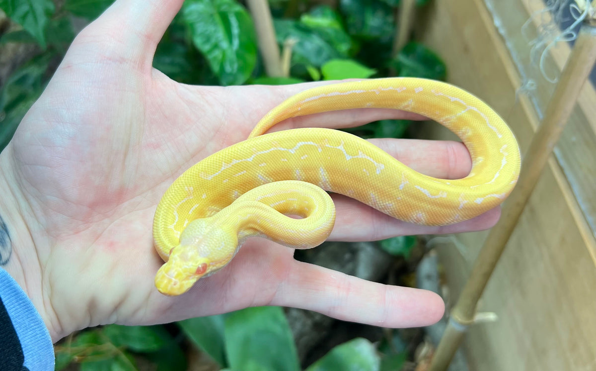 Baby Albino Pinstripe Ball Python (Male) – Scales and Tails of Ohio