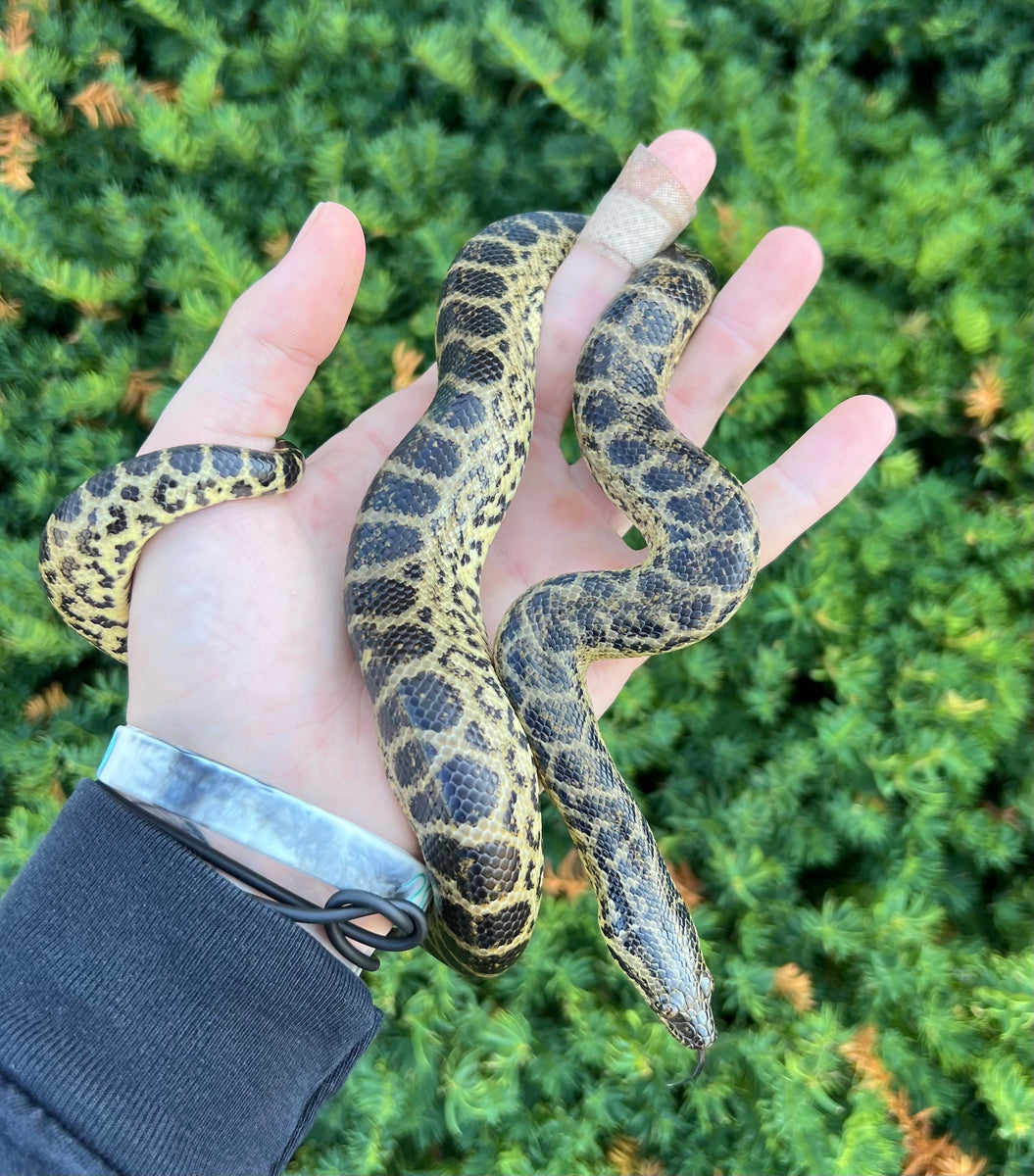 Baby Yellow Anaconda (Female 4) – Scales and Tails of Ohio