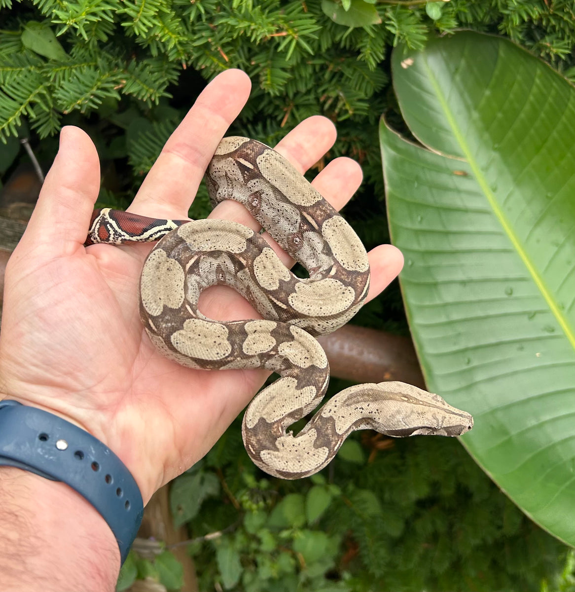 Juvenile Guyana Boa (Female 3) – Scales and Tails of Ohio