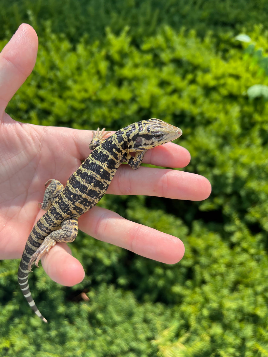 Small Gold Tegu – Scales and Tails of Ohio