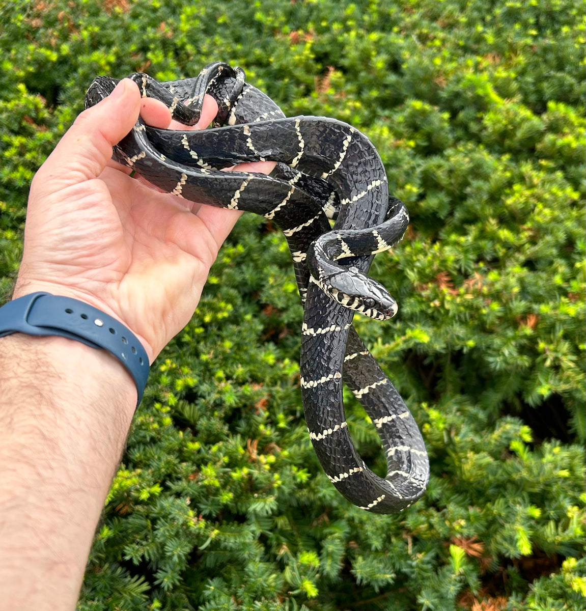 Adult Indonesian Axanthic Mangrove Snake (Female) – Scales and Tails of ...