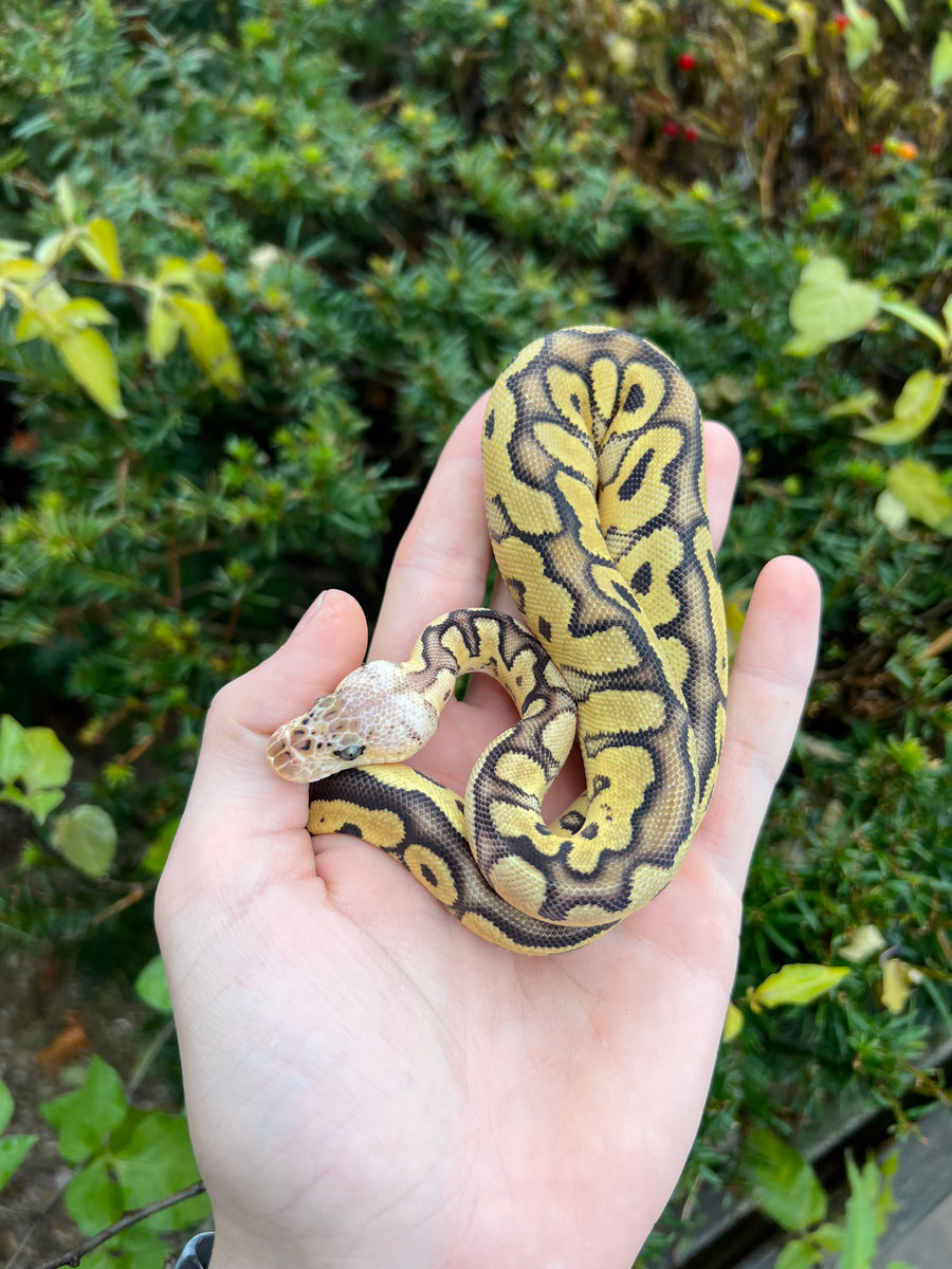 Baby Pastel Clown Ball Python – Scales and Tails of Ohio