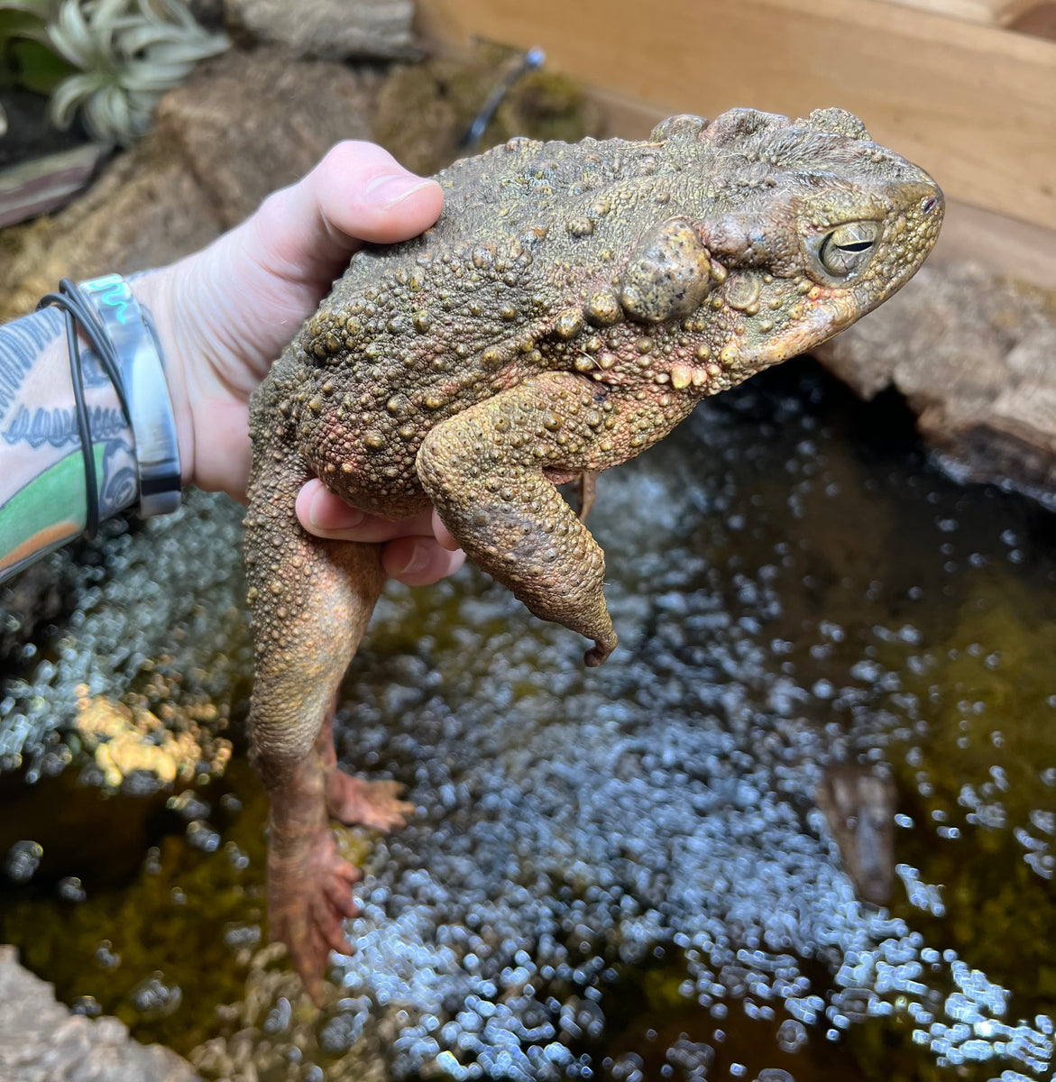 XL Giant Asian River Toad – Scales and Tails of Ohio