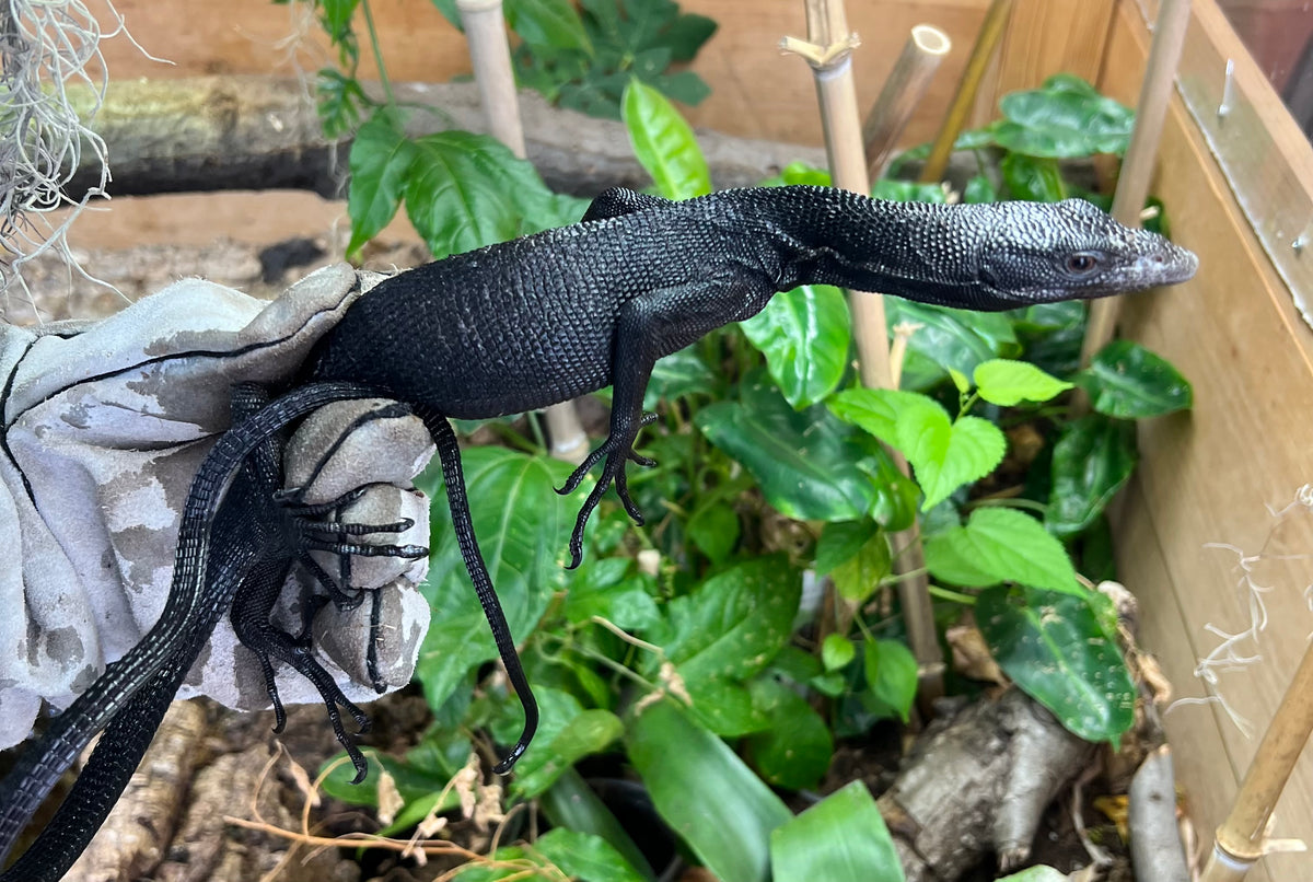 Adult Black Tree Monitor (Male) – Scales and Tails of Ohio