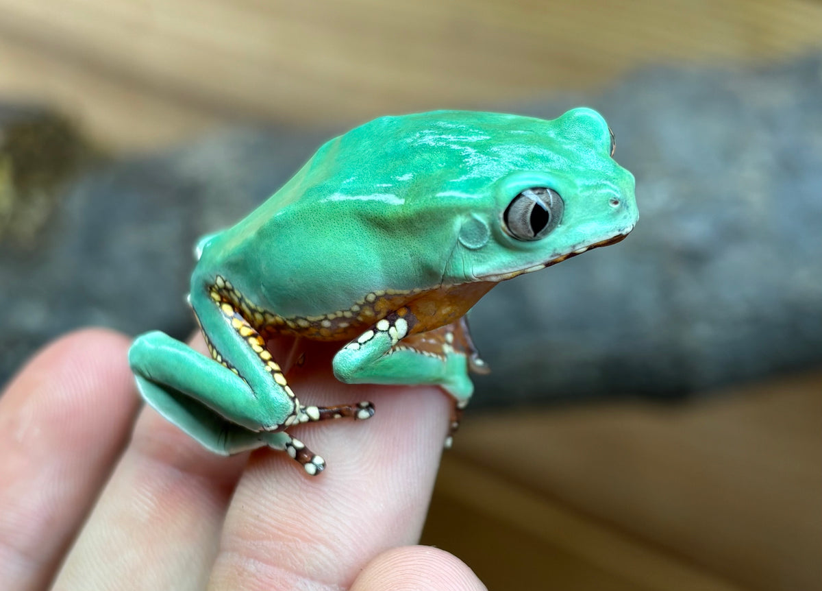 Baby Giant Waxy Monkey Frog – Scales and Tails of Ohio