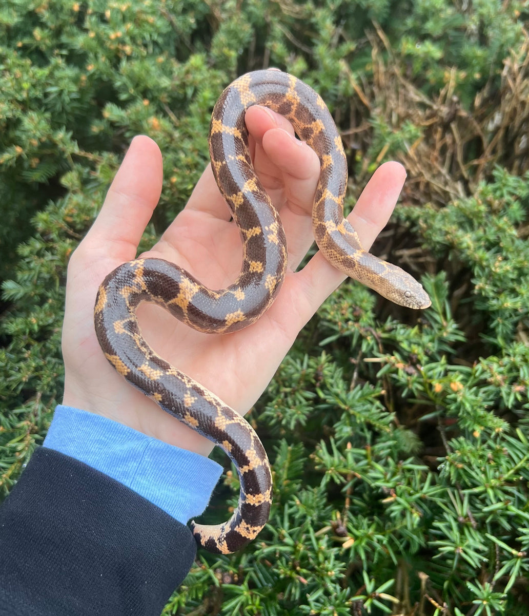 Adult Saharan Sand Boa (Female 1) – Scales and Tails of Ohio