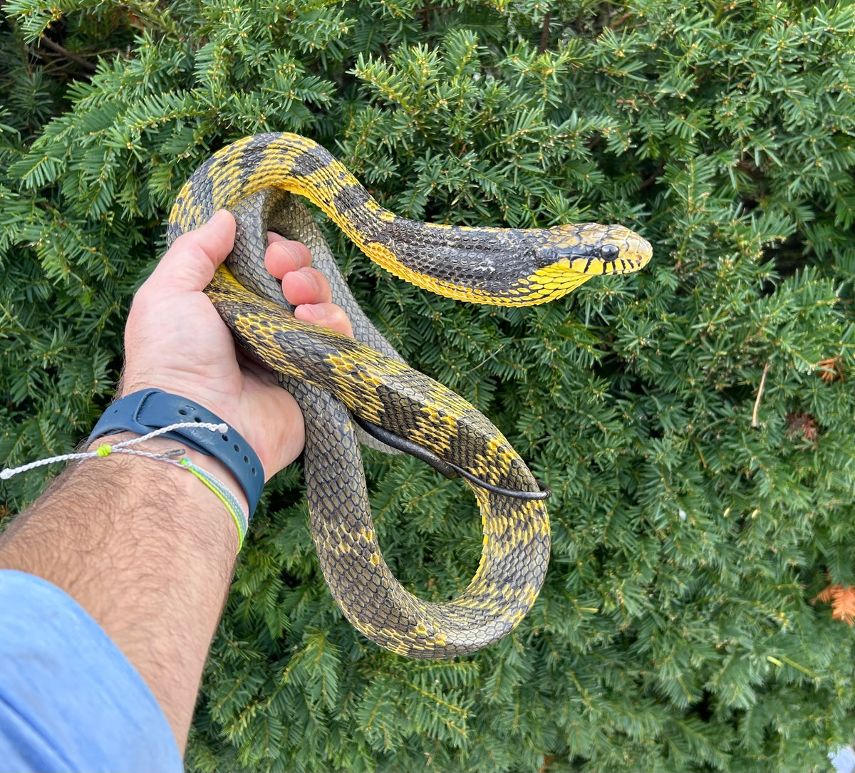 Sub-Adult Amazon Puffing Snake (Female) – Scales and Tails of Ohio