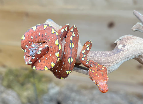 Green Tree Pythons – Scales and Tails of Ohio