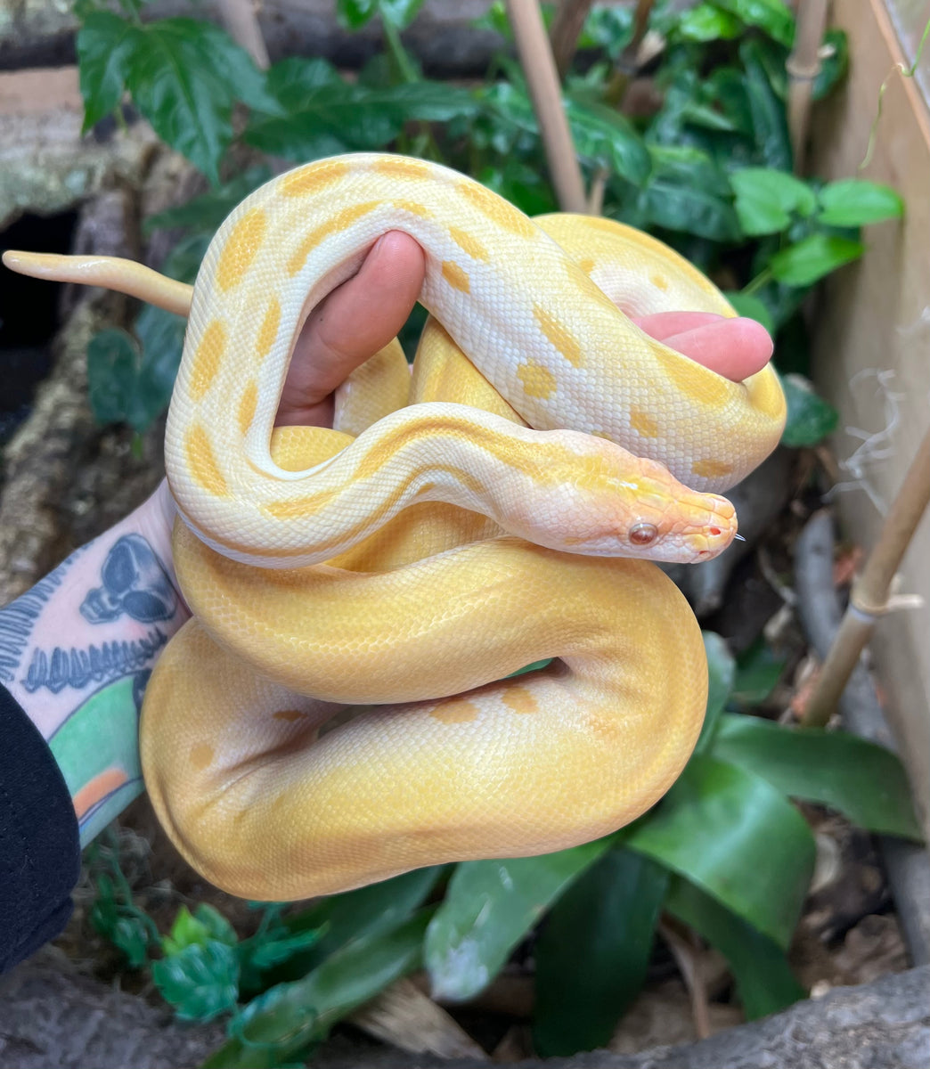 Juvenile Albino Patternless Burmese Python (Male) – Scales and Tails of ...