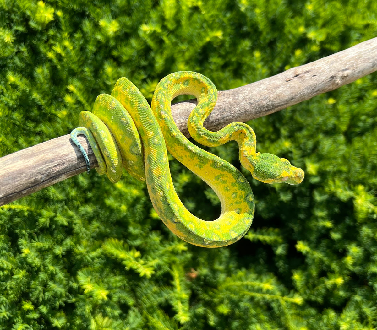Sub-Adult Biak Green Tree Python (Male 1) – Scales and Tails of Ohio